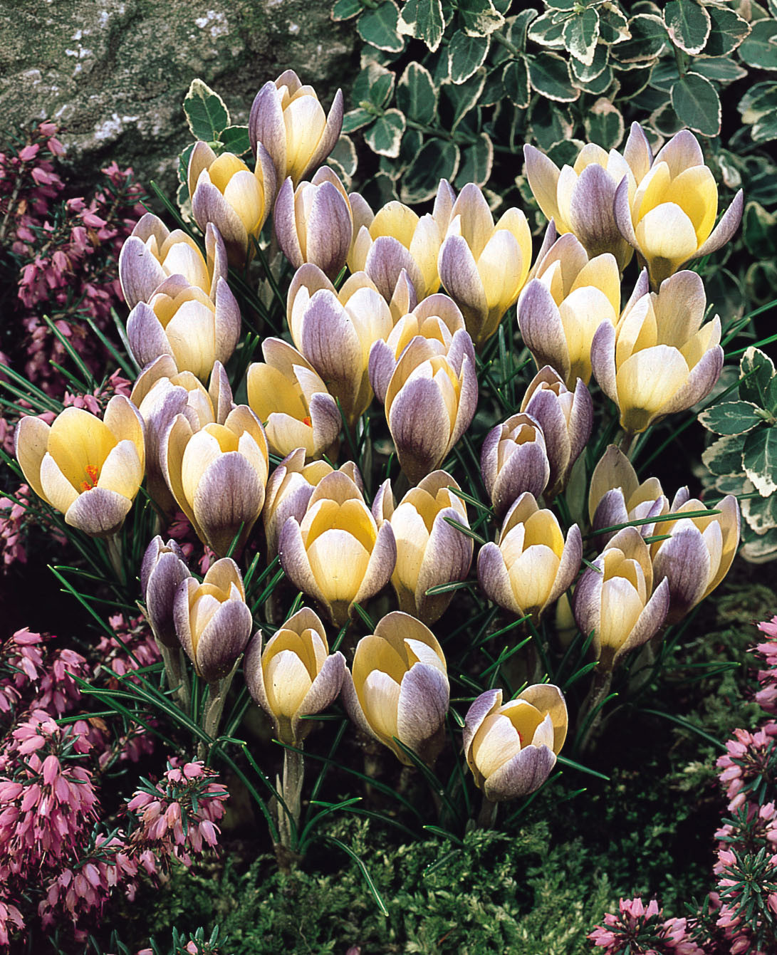 Buy premium-quality Crocus chyrsanthus 'Advance' from Dutch Bulbs
