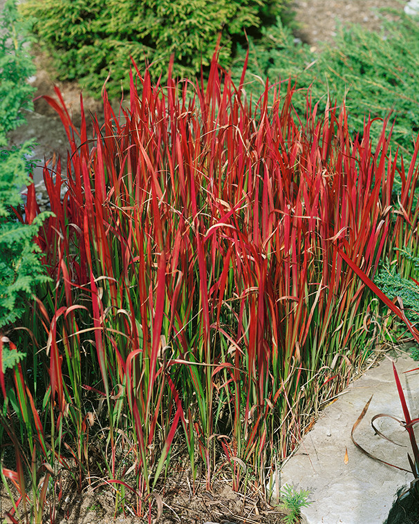 Imperata cylindrica Rubra Red Baron - J Parker Dutch Bulbs (Wholesale ...
