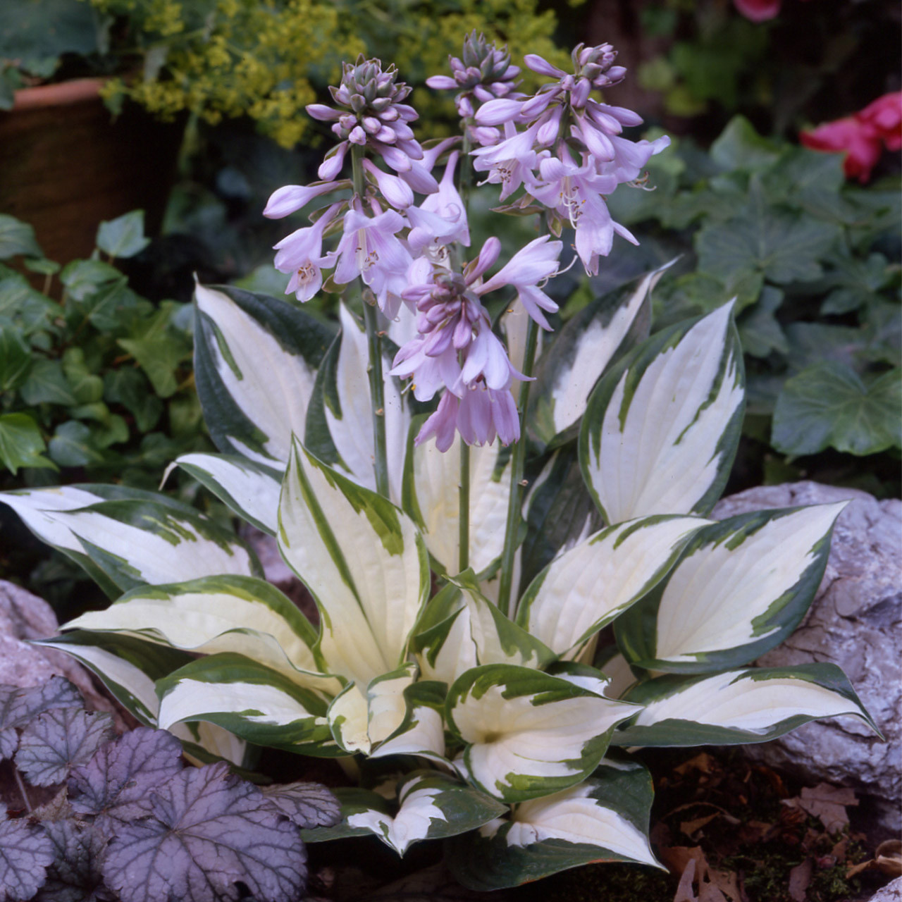 Hosta Fire and Ice | Parkers Wholesale