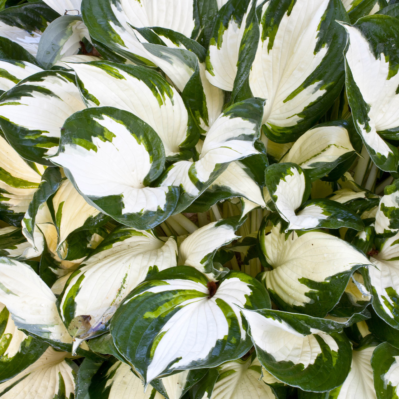 Hosta Fire and Ice | Parkers Wholesale