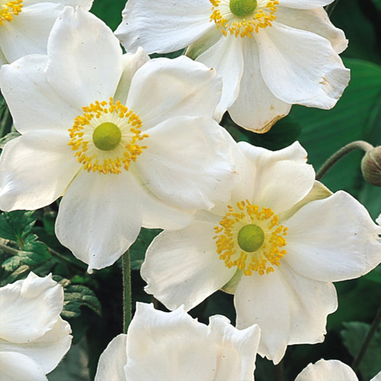 Anemone Japonica Honorine Jobert