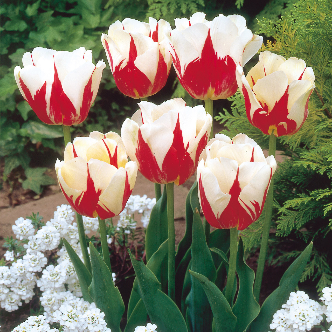Buy premium quality Tulip World Expression 10/12cm from Dutch Bulbs