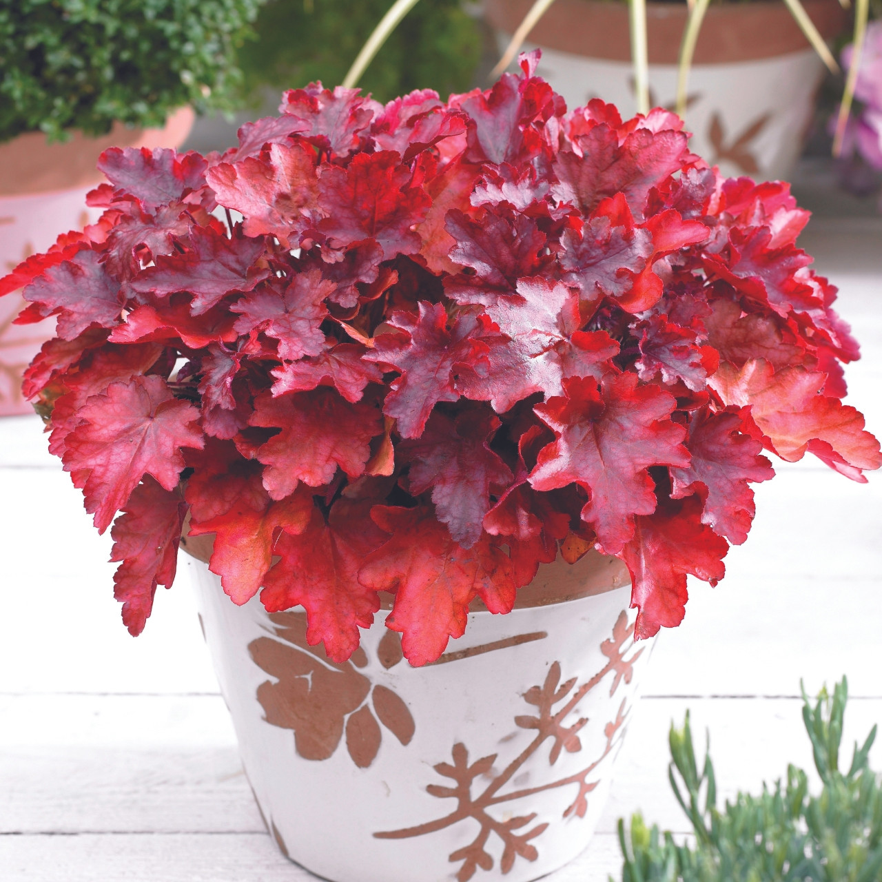 Heuchera Peach Flambe | Parkers Wholesale