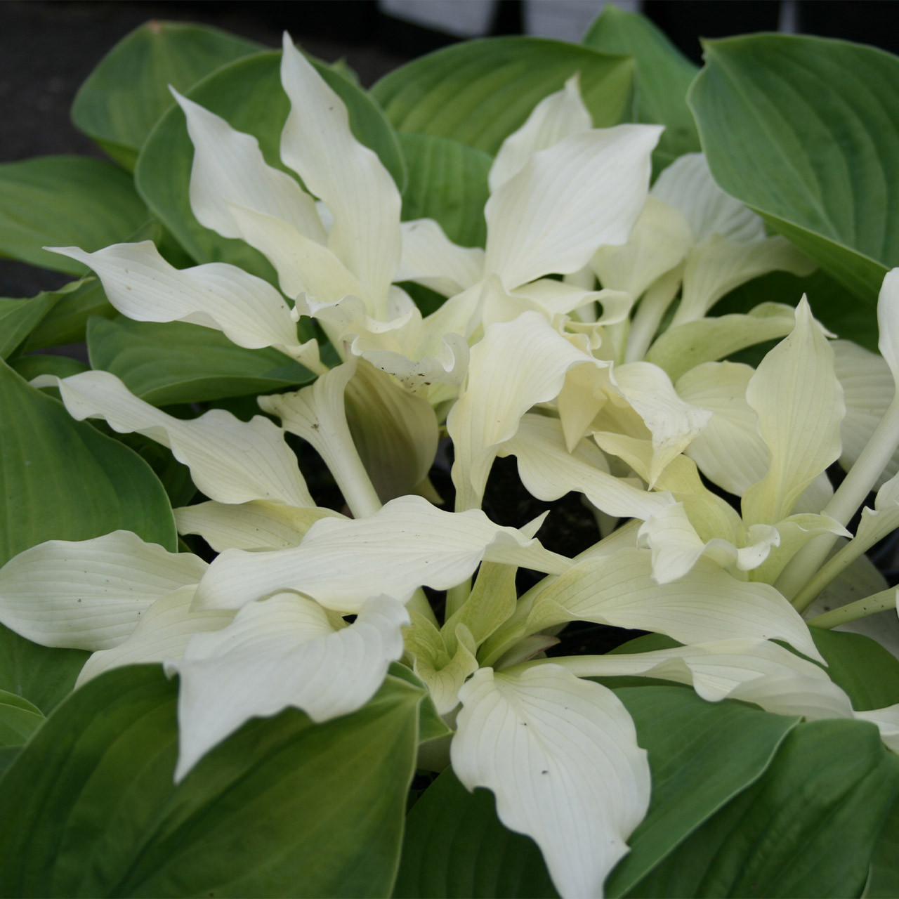 Hosta White Feather | Parkers Wholesale