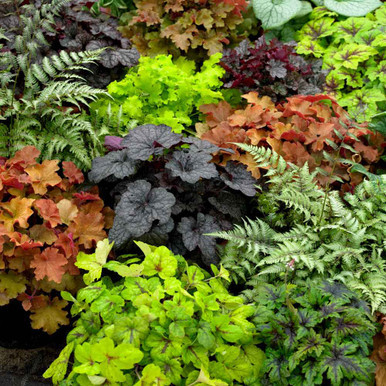 Heuchera Mixed | Parkers Wholesale