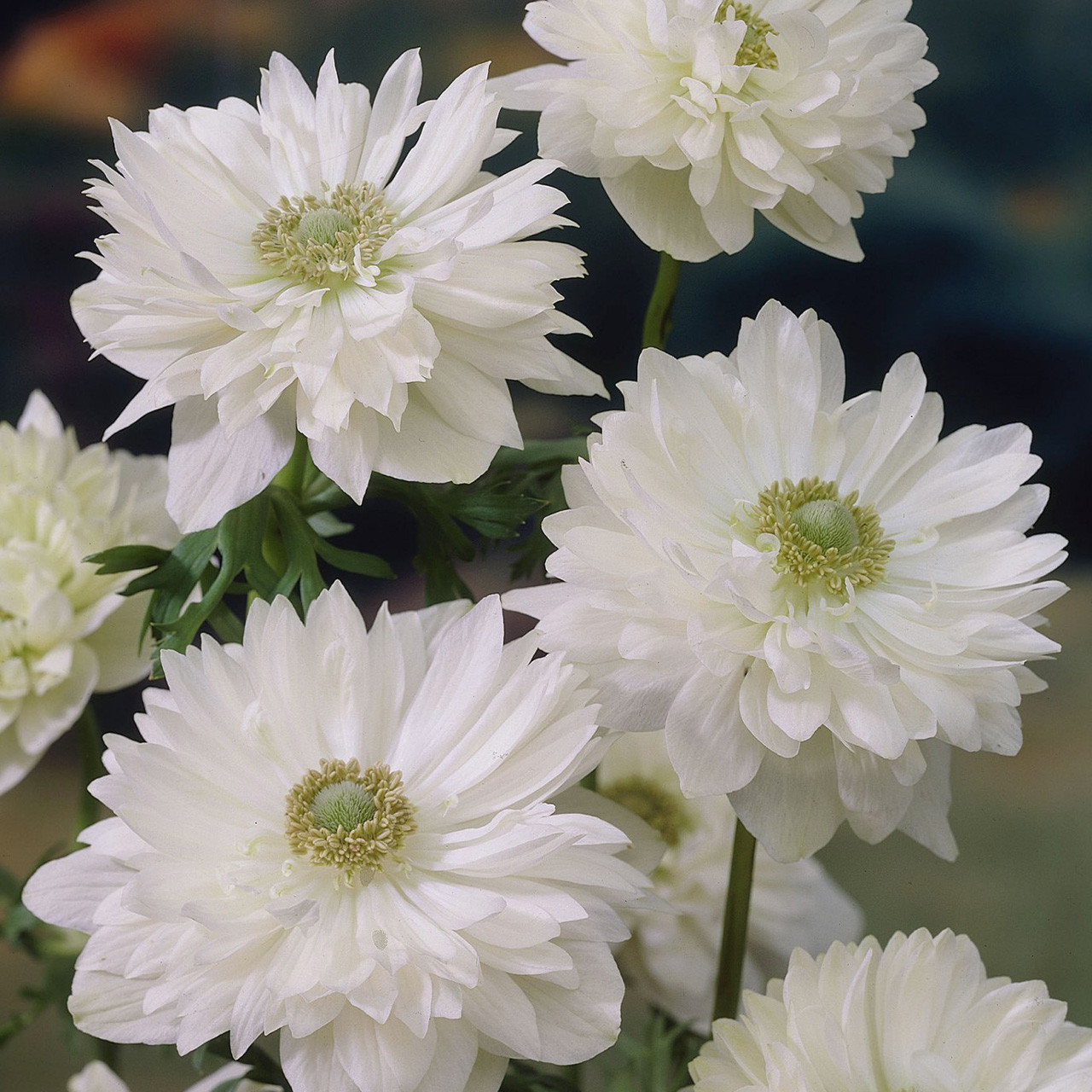 Anemones | Dutch Bulbs
