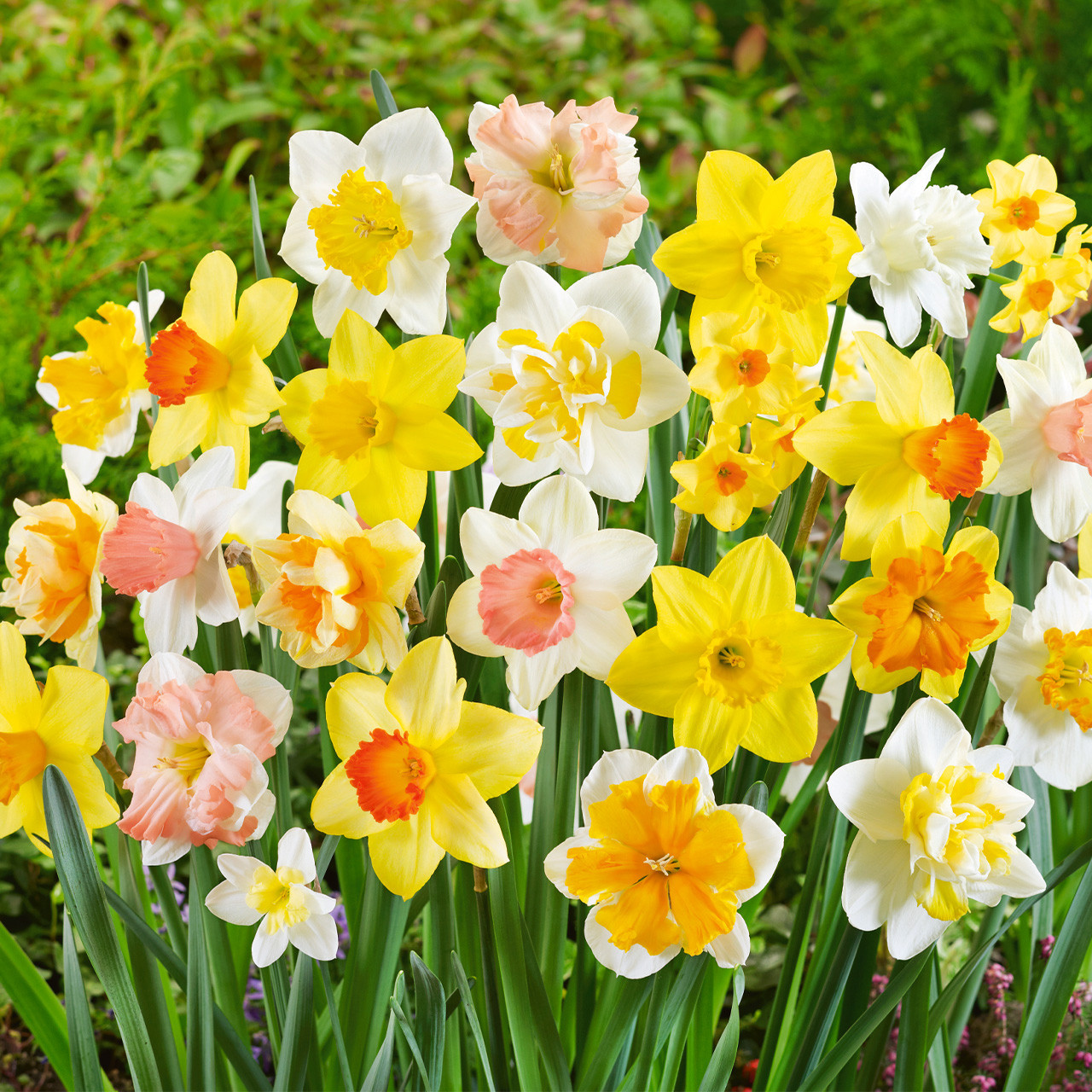 Narcissi Large and Small Mixed 12-14cm - J Parker Dutch Bulbs ...