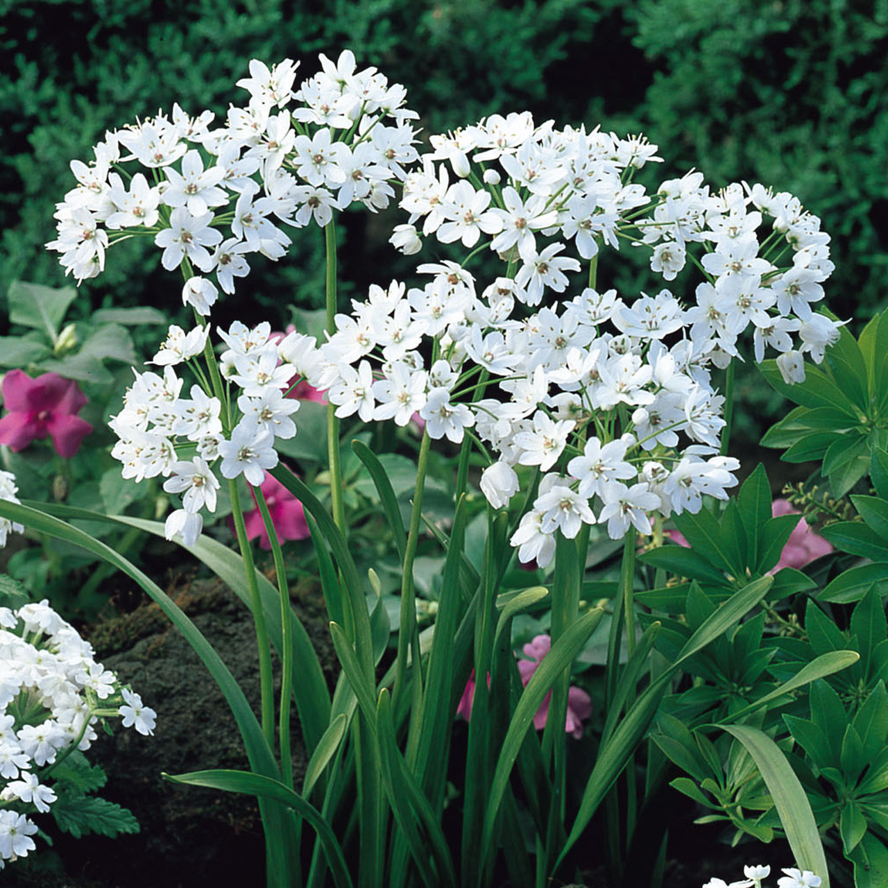 Shop All Bulbs - Page 1 - J Parker Dutch Bulbs (Wholesale) Ltd. (B2B)