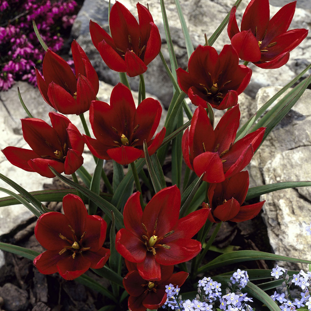 Tulip Hageri Splendens 5cm+ - J Parker Dutch Bulbs (Wholesale) Ltd. (B2B)