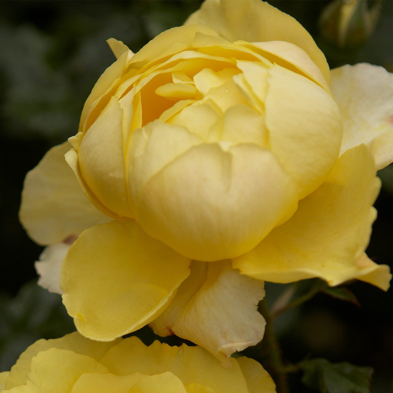 Rose Mountbatten - J Parker Dutch Bulbs (Wholesale) Ltd. (B2B)