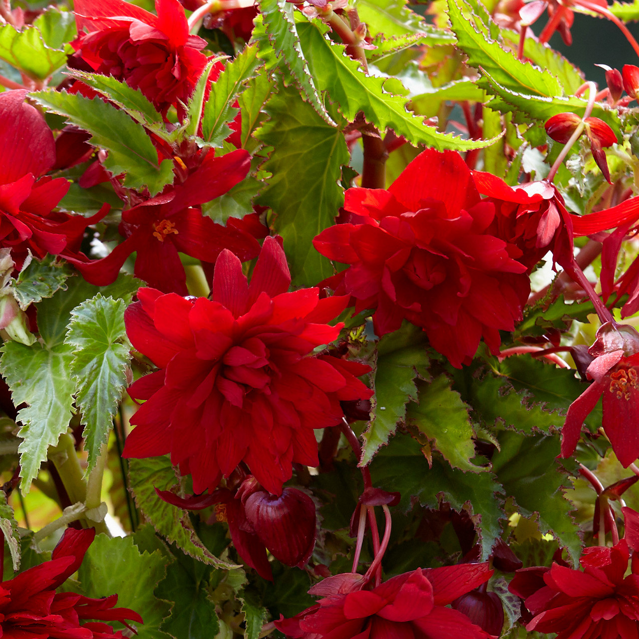 Cascading Begonia Scarlet - J Parker Dutch Bulbs (Wholesale) Ltd. (B2B)