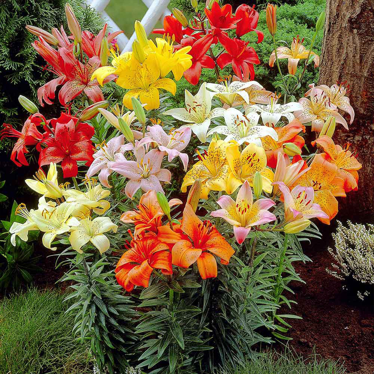 Lilium Asiatic Mixed 16/18cm - J Parker Dutch Bulbs (Wholesale) Ltd. (B2B)