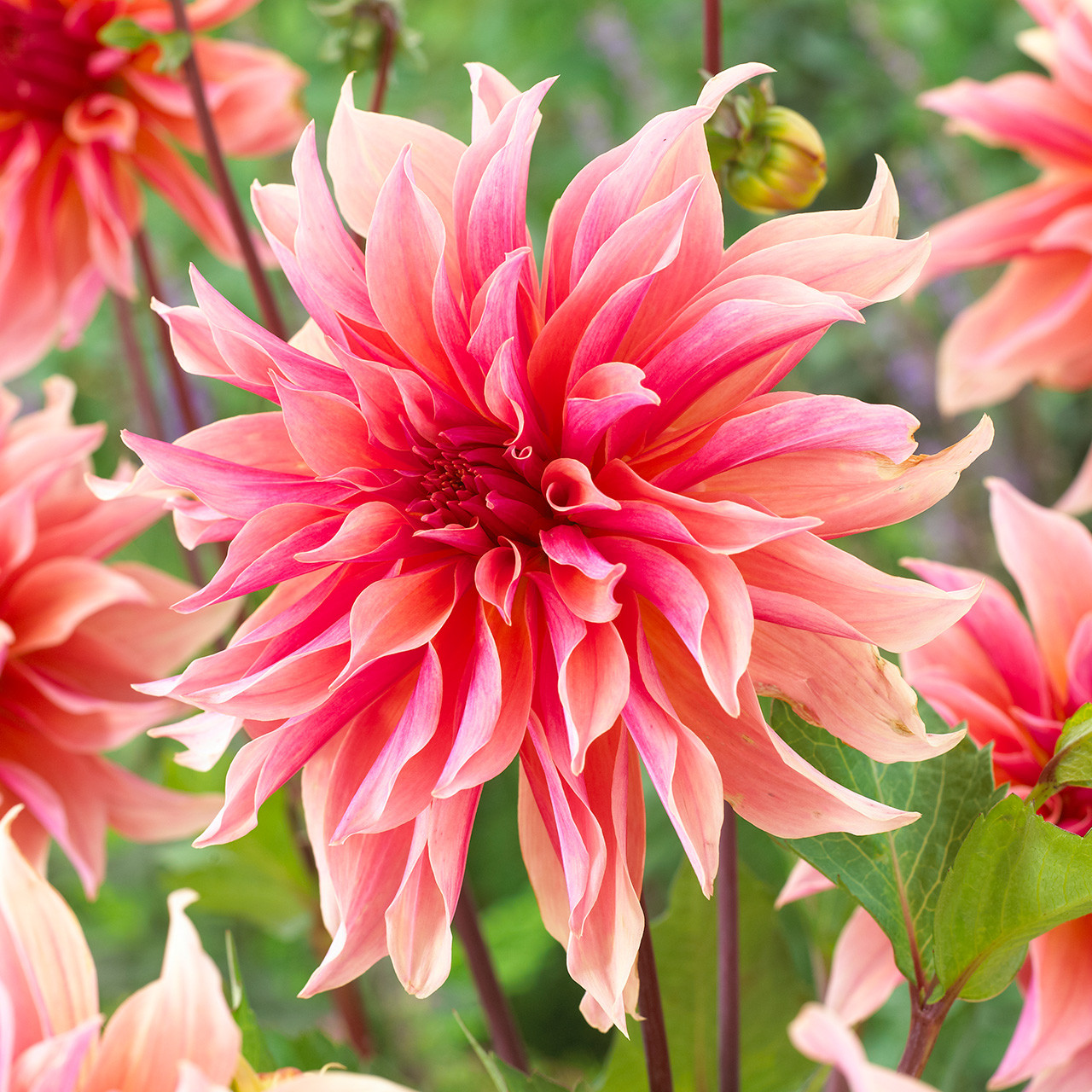 Dahlia Labyrinth - J Parker Dutch Bulbs (Wholesale) Ltd. (B2B)