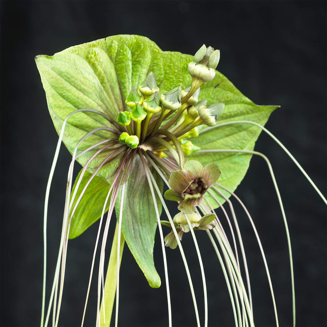 Tacca chantrieri Green Isle - J Parker Dutch Bulbs (Wholesale) Ltd. (B2B)