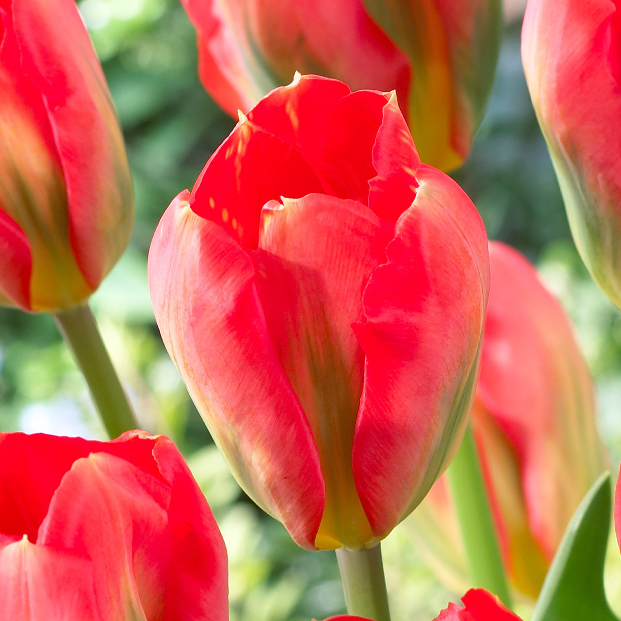 Buy premium quality Tulip Red Alert 10/12cm from Dutch Bulbs