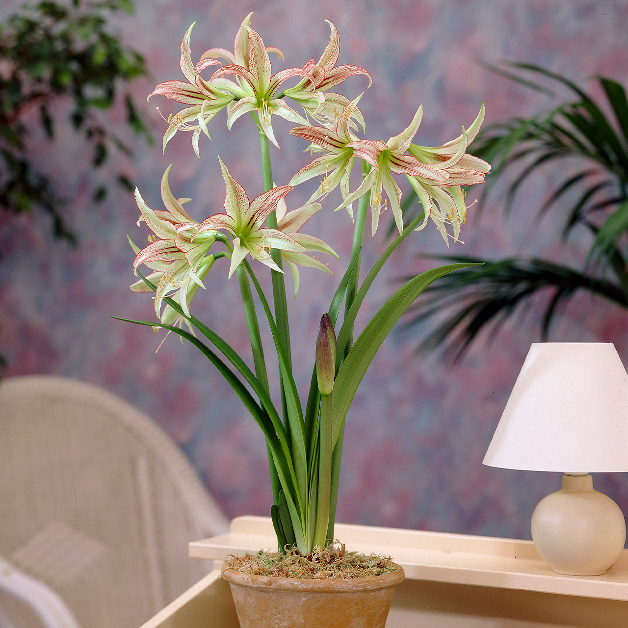 Amaryllis Emerald - J Parker Dutch Bulbs (Wholesale) Ltd. (B2B)
