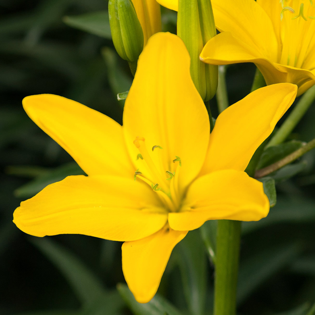 Lilium Easy Sun - J Parker Dutch Bulbs (Wholesale) Ltd. (B2B)