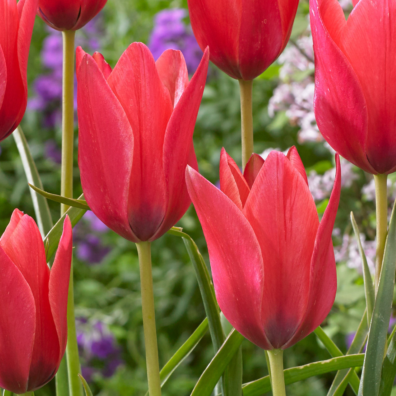 Buy premium quality Tulip Clusiana Annika 10/12cm from Dutch Bulbs