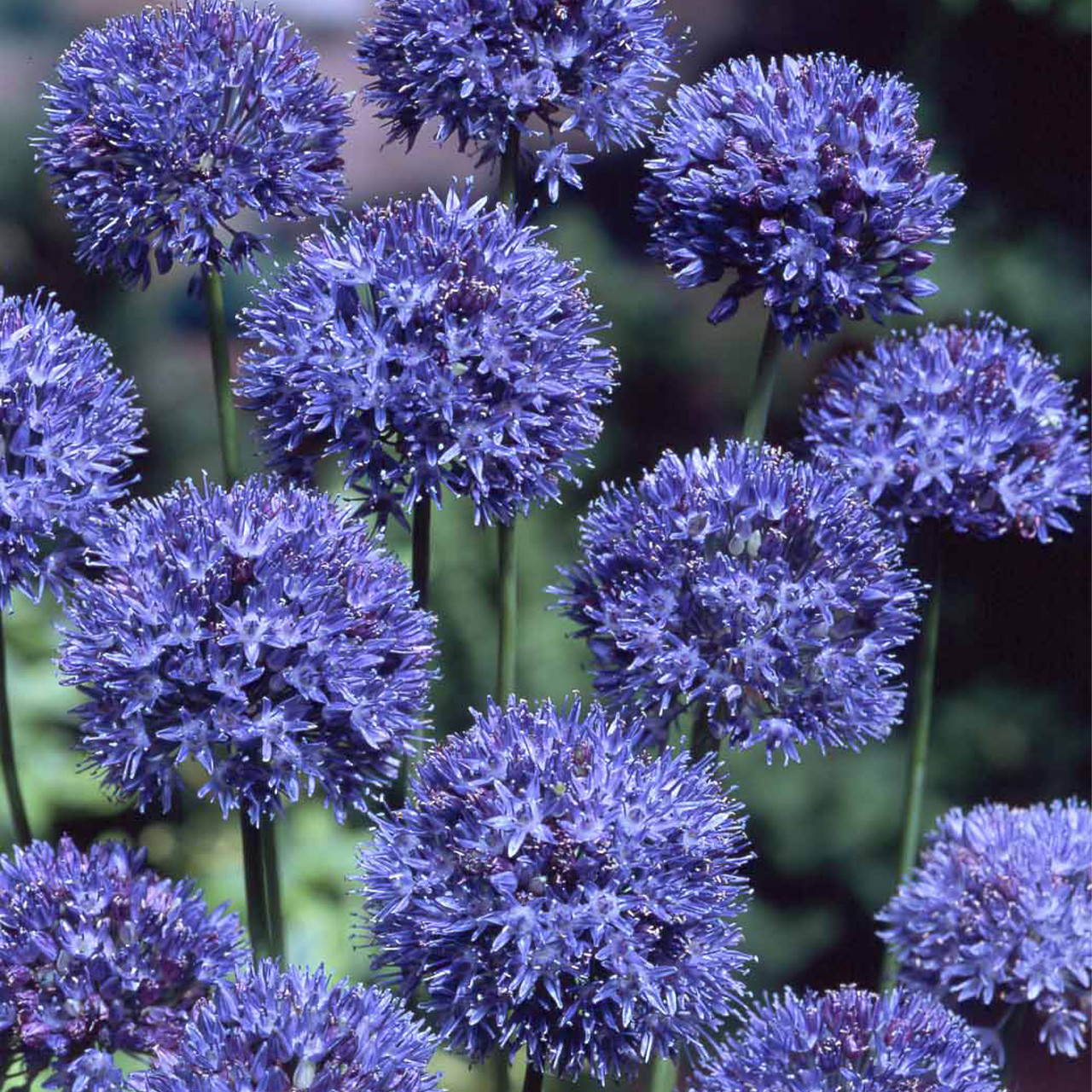 Allium Azureum 4/5cm - J Parker Dutch Bulbs (Wholesale) Ltd. (B2B)