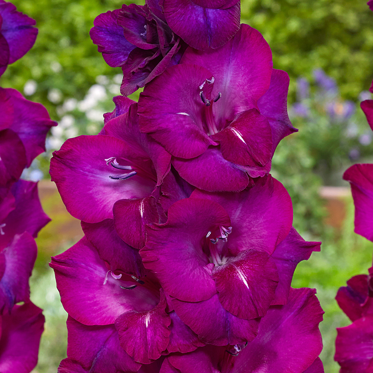 Shop Gladiolus Next Level | J. Parker's Wholesale