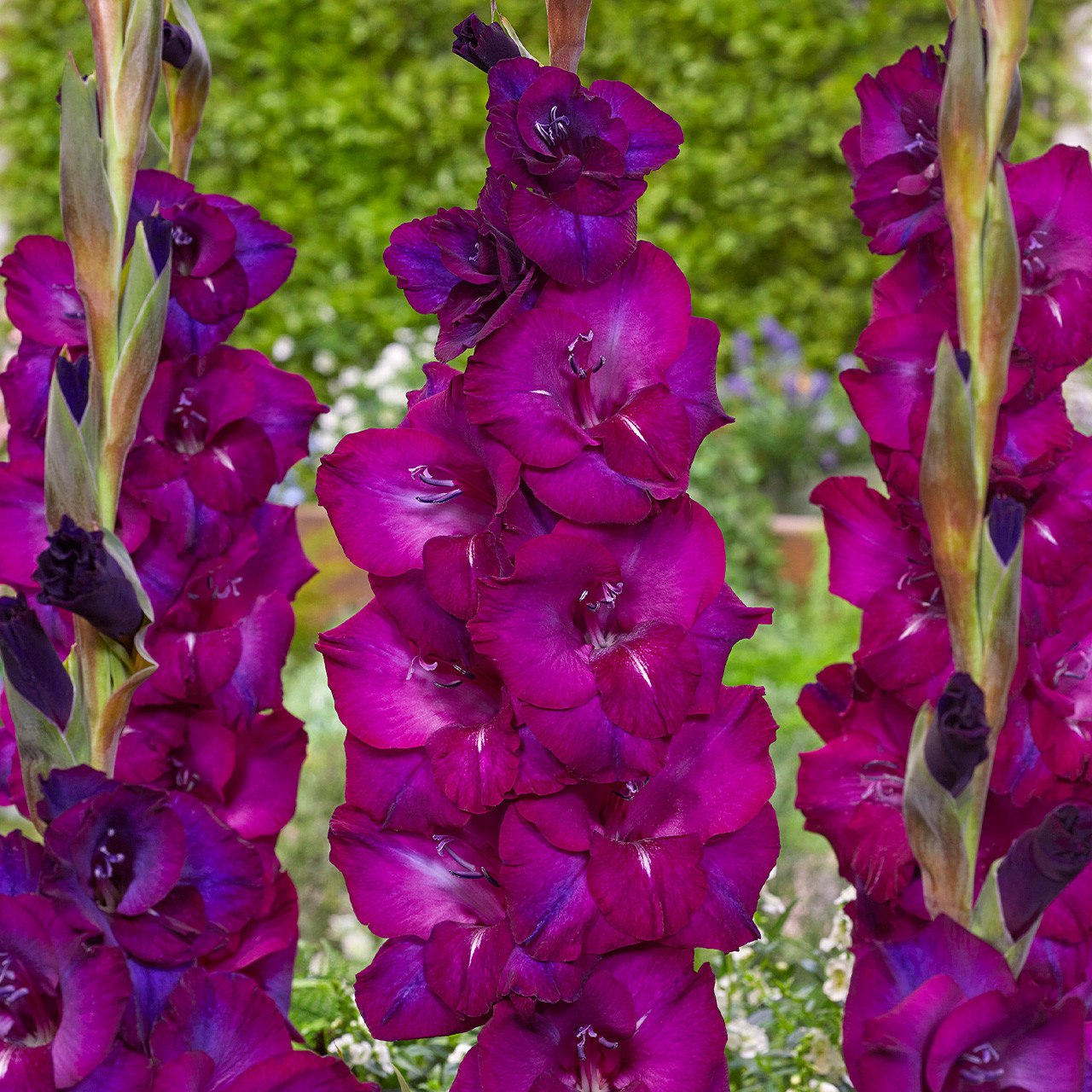 Shop Gladiolus Next Level | J. Parker's Wholesale