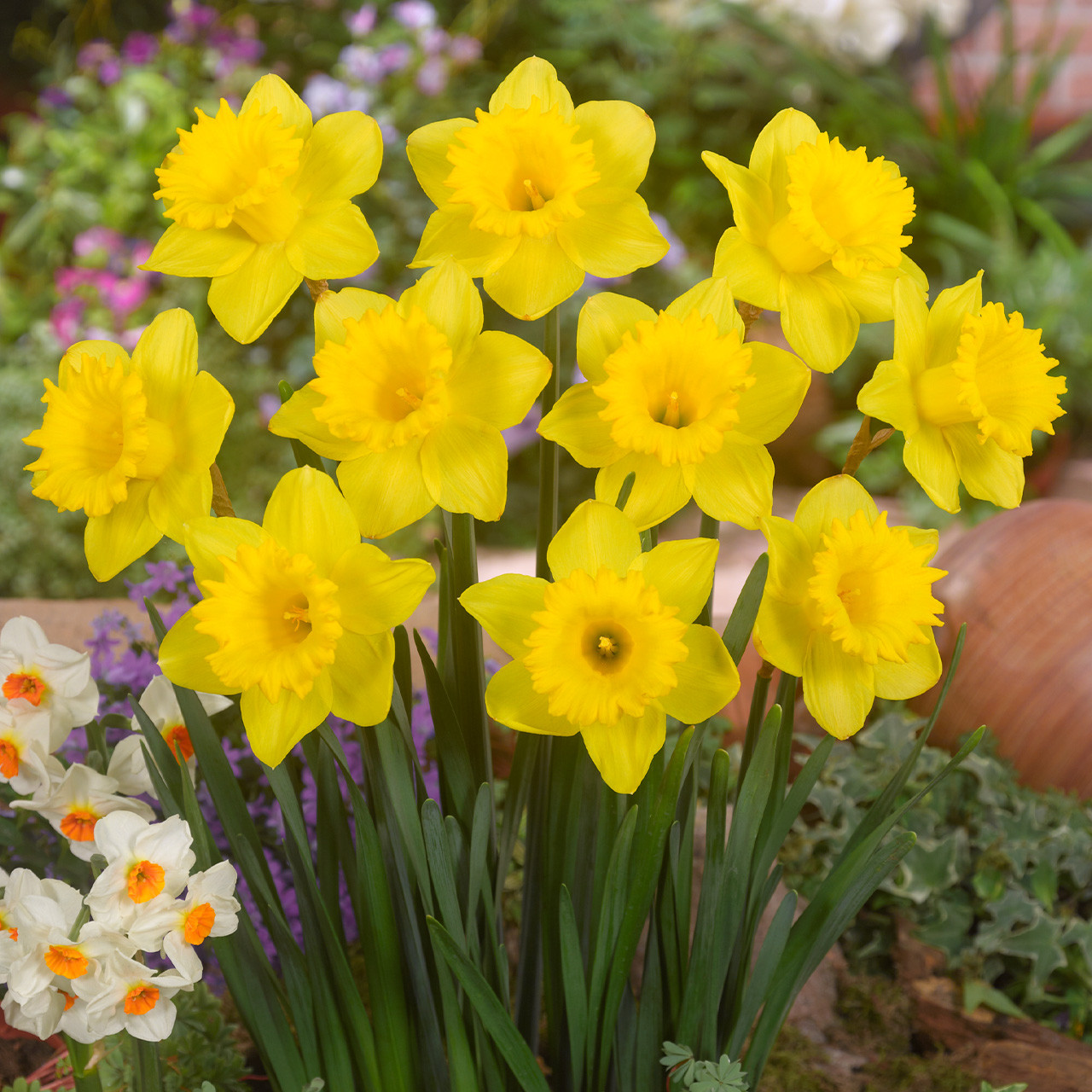 Narcissus Dutch Master 25kg - J Parker Dutch Bulbs (Wholesale) Ltd. (B2B)