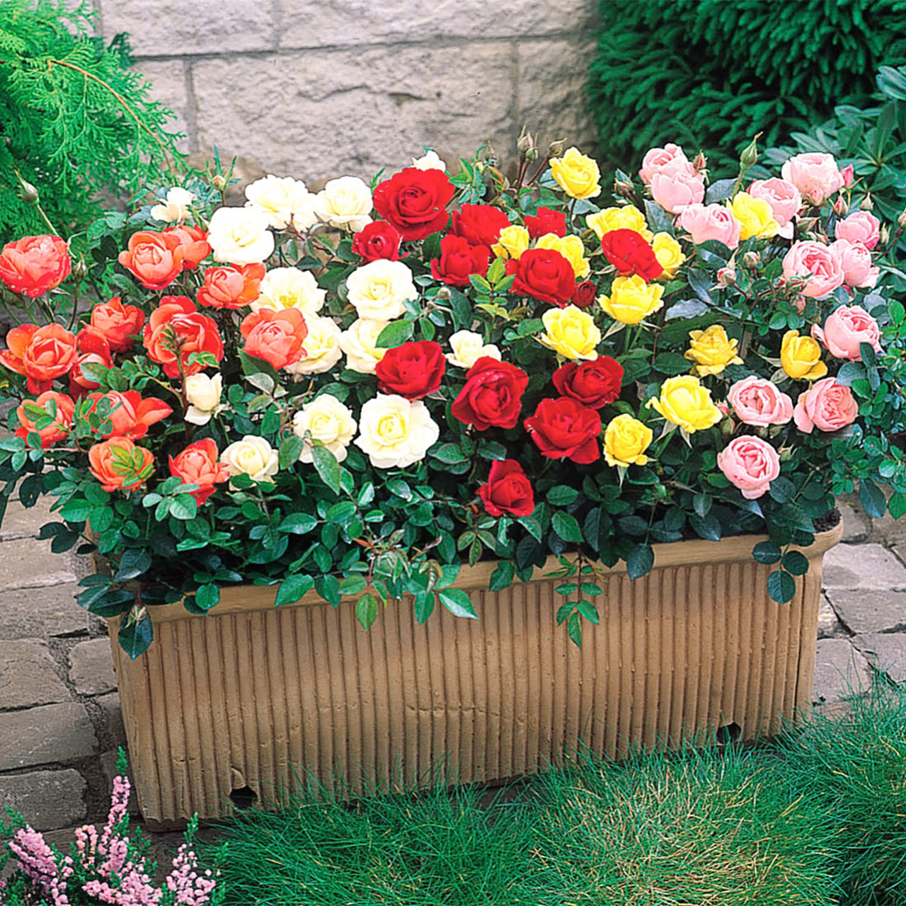 Shop All Roses | J. Parker's Wholesale