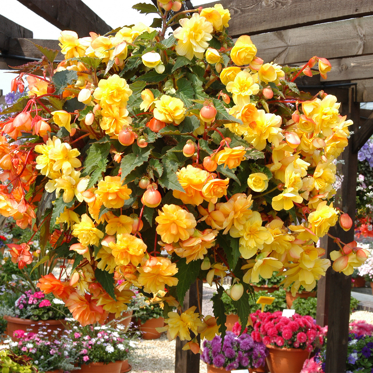 Shop 60 Begonia Apricot Shades (Garden Ready) | J. Parker's Wholesale