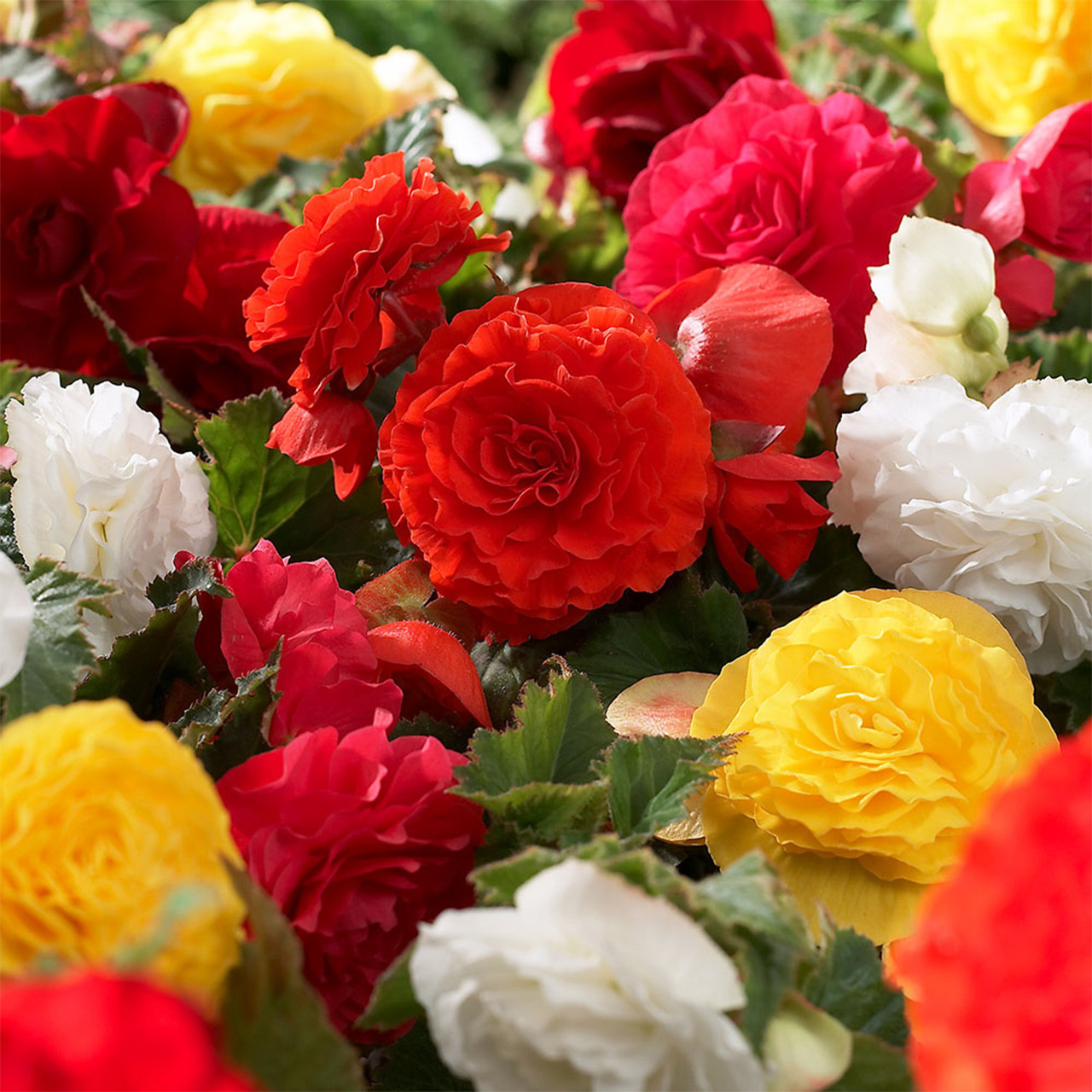 Shop 60 Begonia Non-Stop Mixed (Garden Ready) | J. Parker's Wholesale