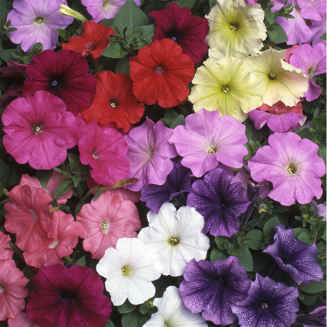 Petunia Select Mixed (Garden Ready) | J Parker Dutch Bulbs