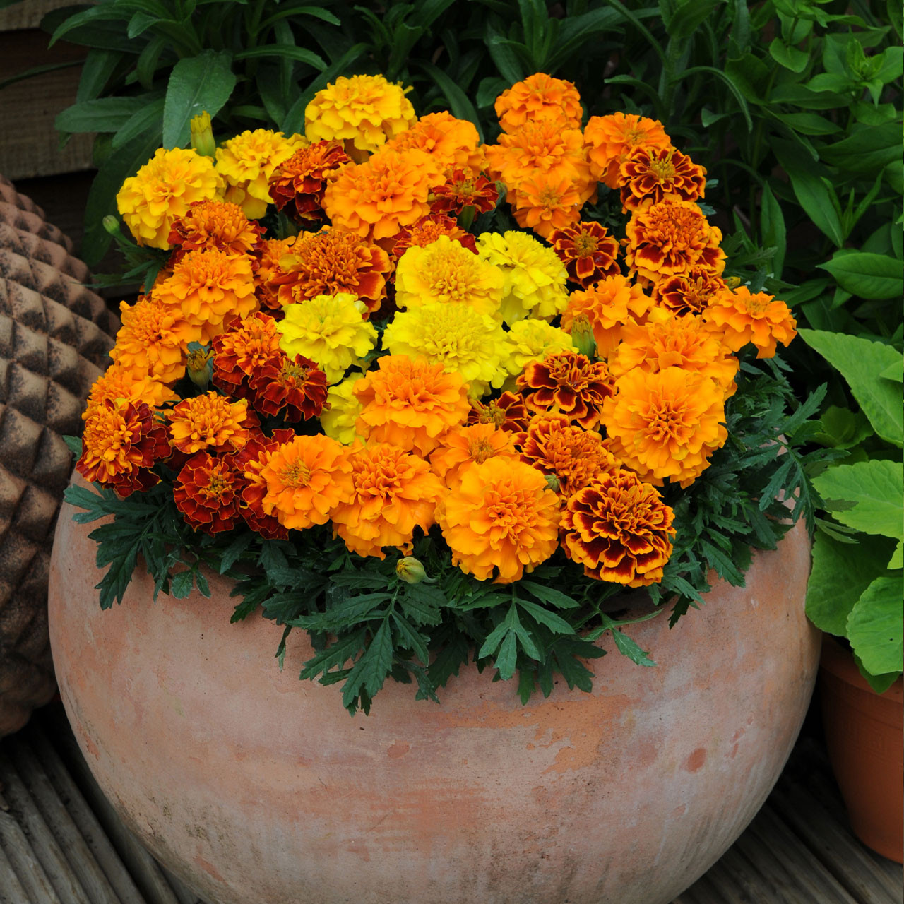 Marigold Bonanza - J Parker Dutch Bulbs (Wholesale) Ltd. (B2B)