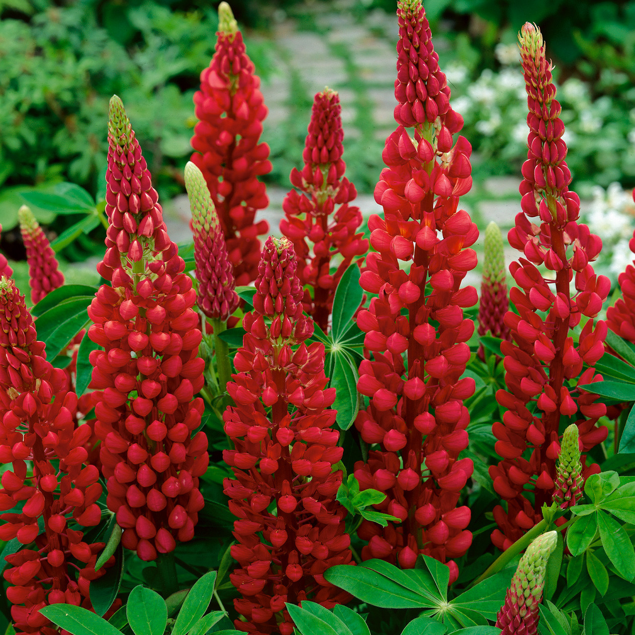 Buy premium-quality Lupin Noble 'My Castle' (Red) from Dutch Bulbs