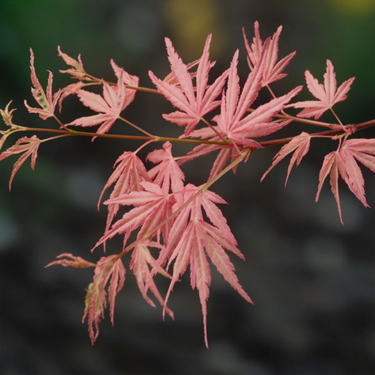 Shop Acer pal. 'Taylor' | Dutch Bulbs