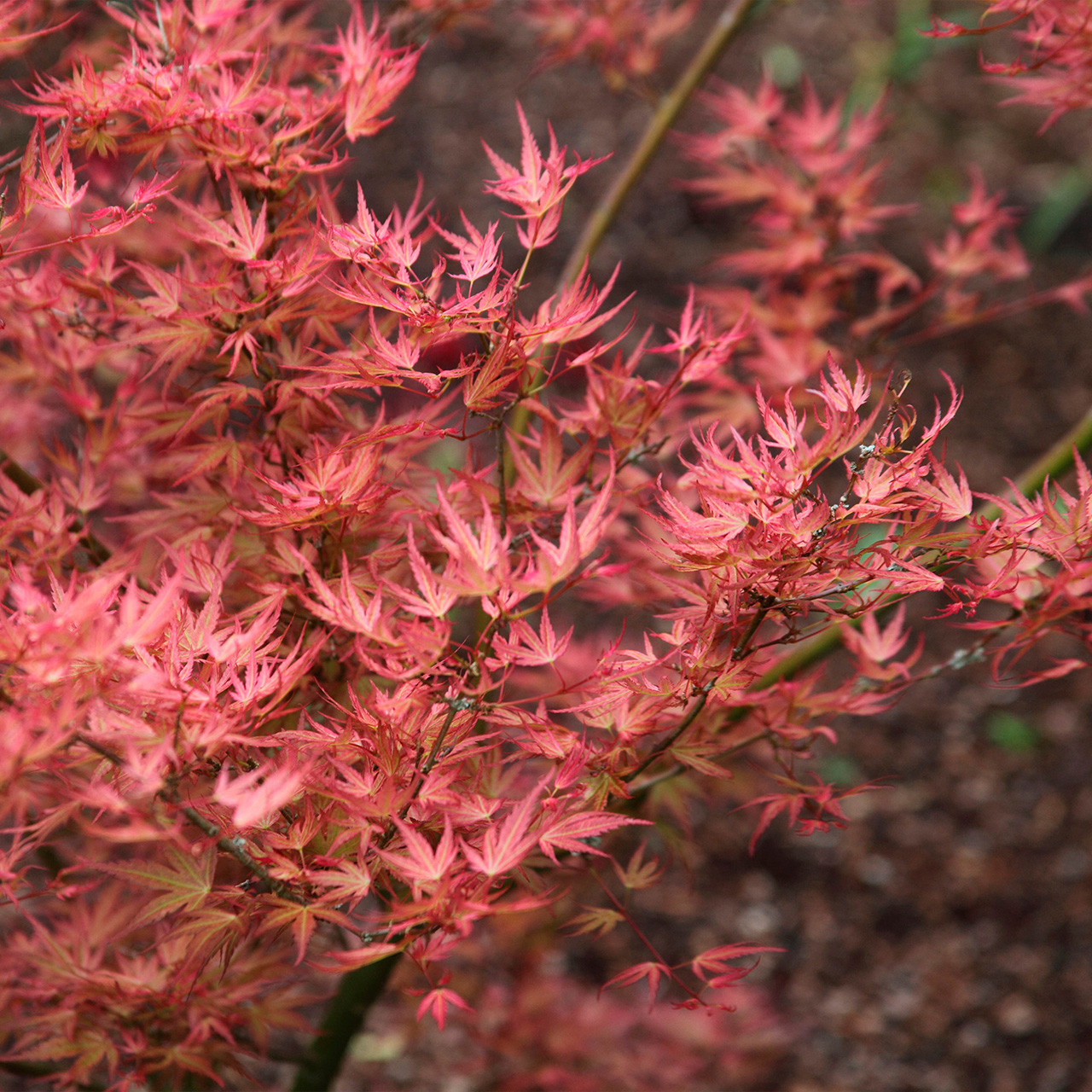 Shop Acer palmatum Wilsons Pink Dwarf | Dutch Bulbs