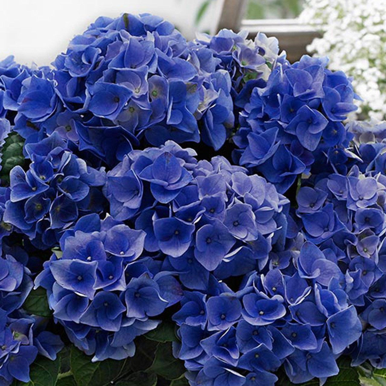 Hydrangea Blue Boogie Woogie | Dutch Bulbs