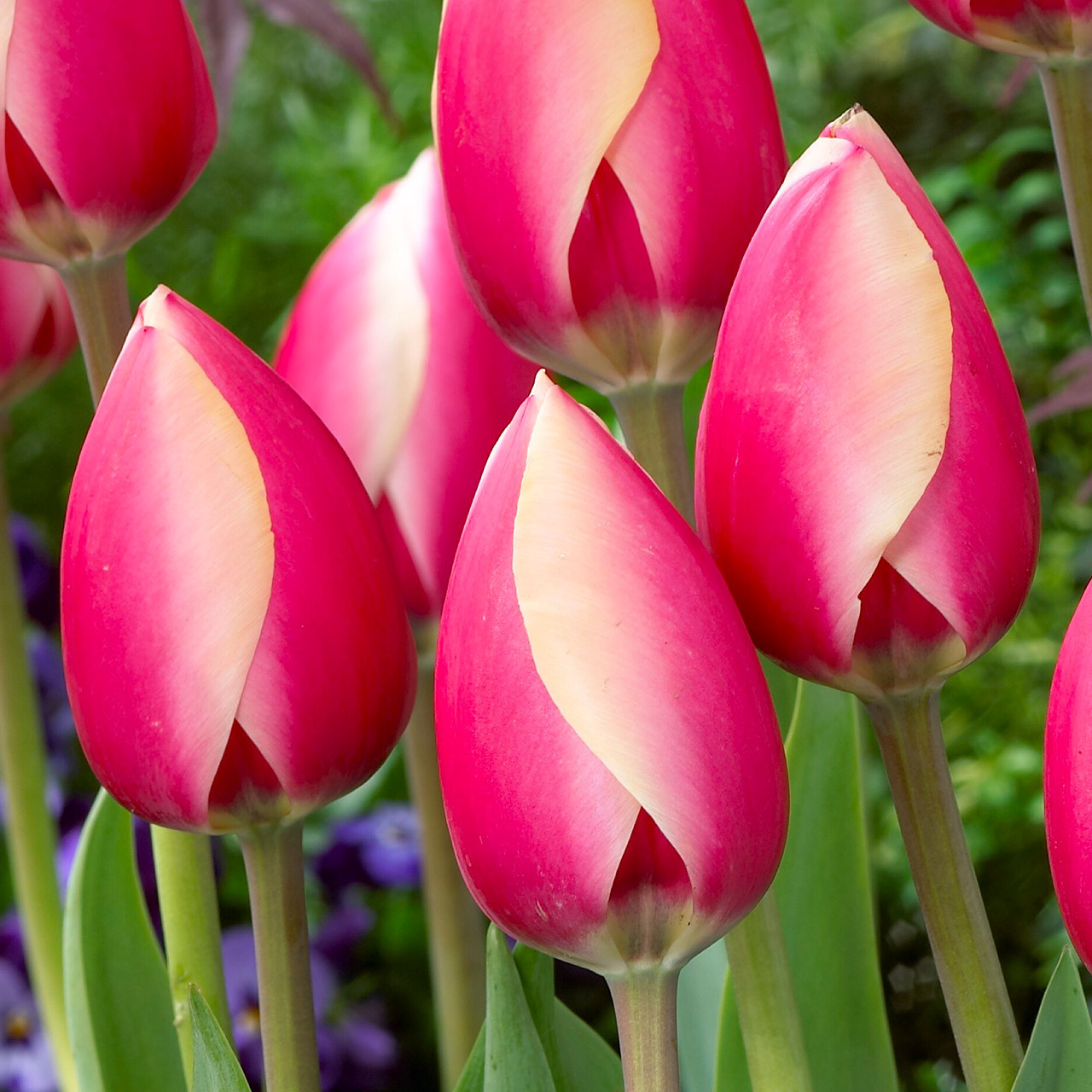 Buy premium quality Tulip 'Russian Princess' 10/12cm from Dutch Bulbs