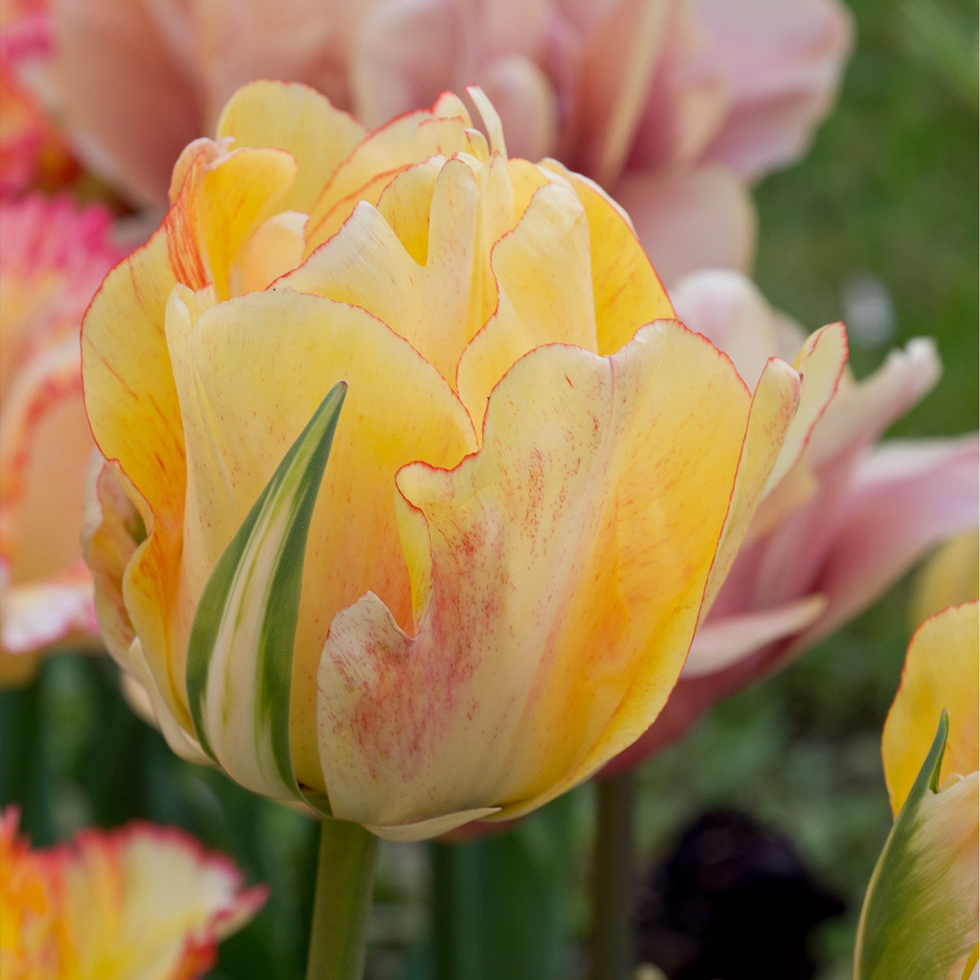 Buy premium quality Tulip 'Akebono' 10/12cm from Dutch Bulbs