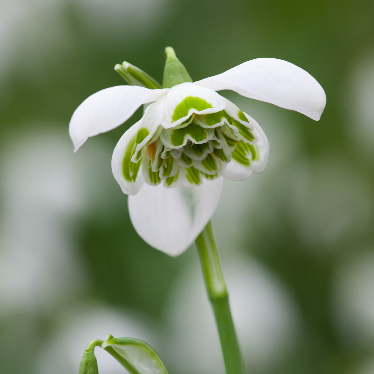 Buy premium-quality Galanthus 'Hippolyta' from Dutch Bulbs