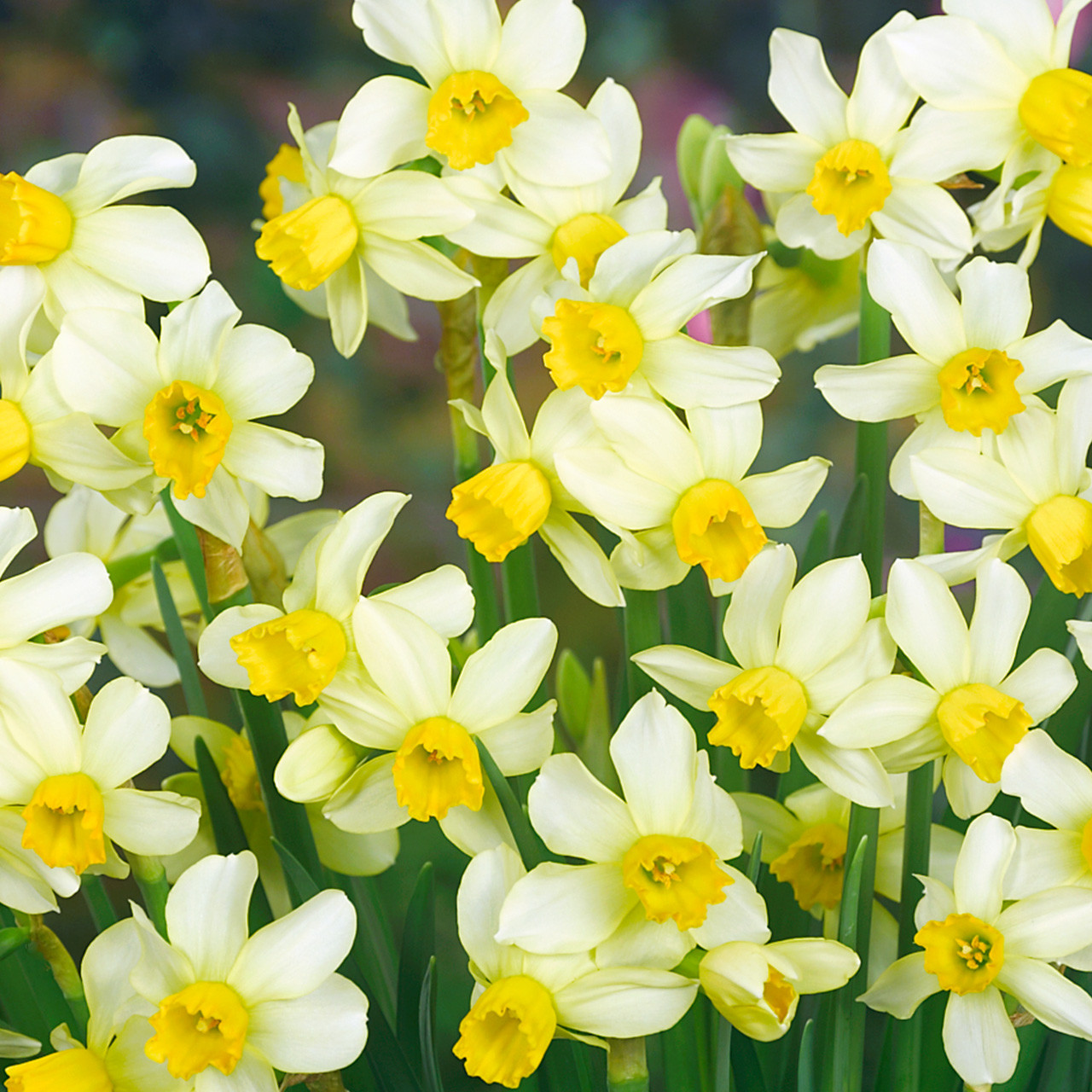 Narcissi Spring Sunshine | Parkers Wholesale