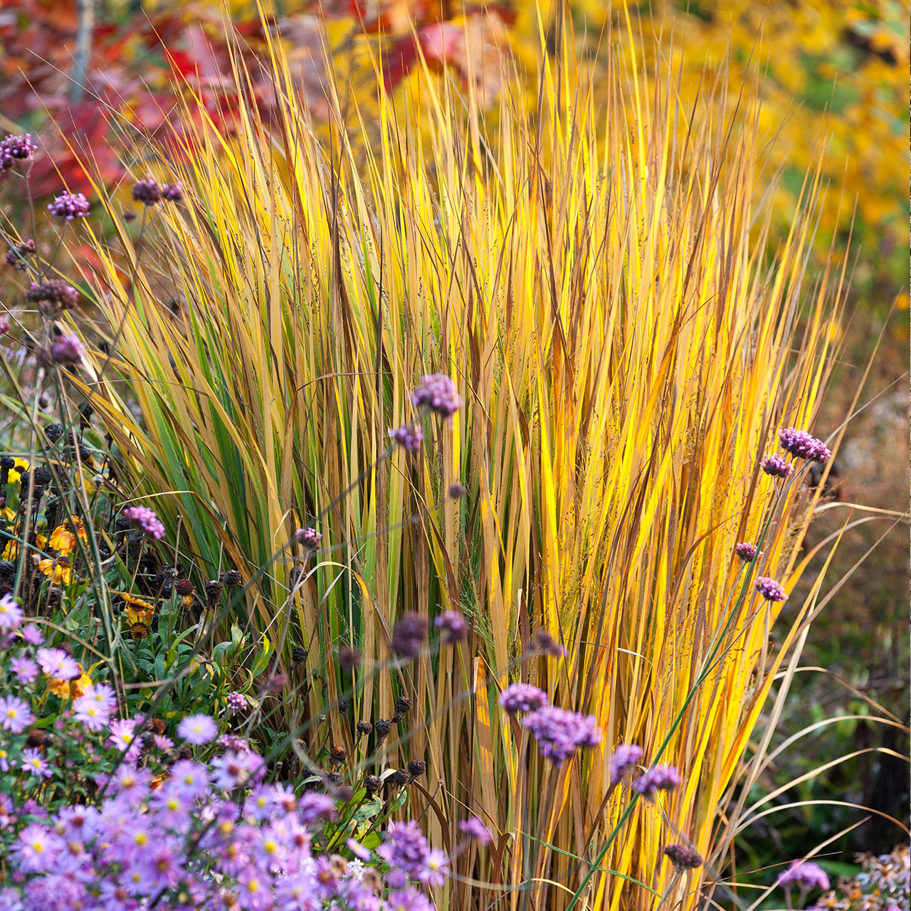 Buy premium-quality Panicum virgatum 'Northwind' from Dutch Bulbs