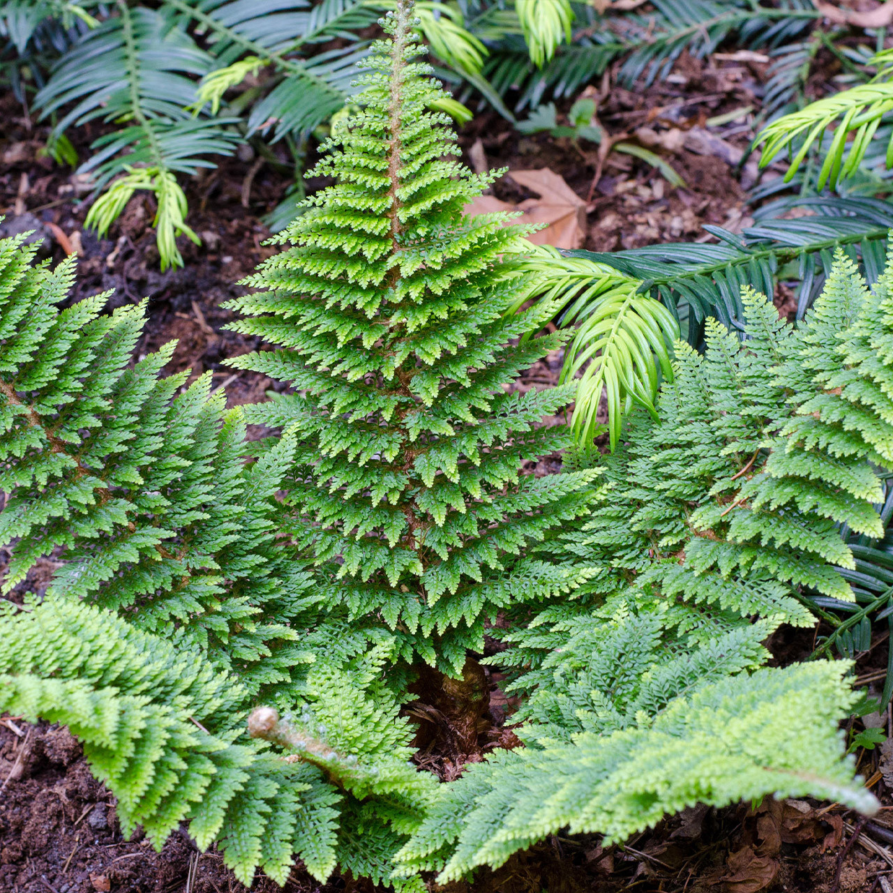 Buy premium-quality Polystichum setiferum 'Plumo-densum' from Dutch Bulbs