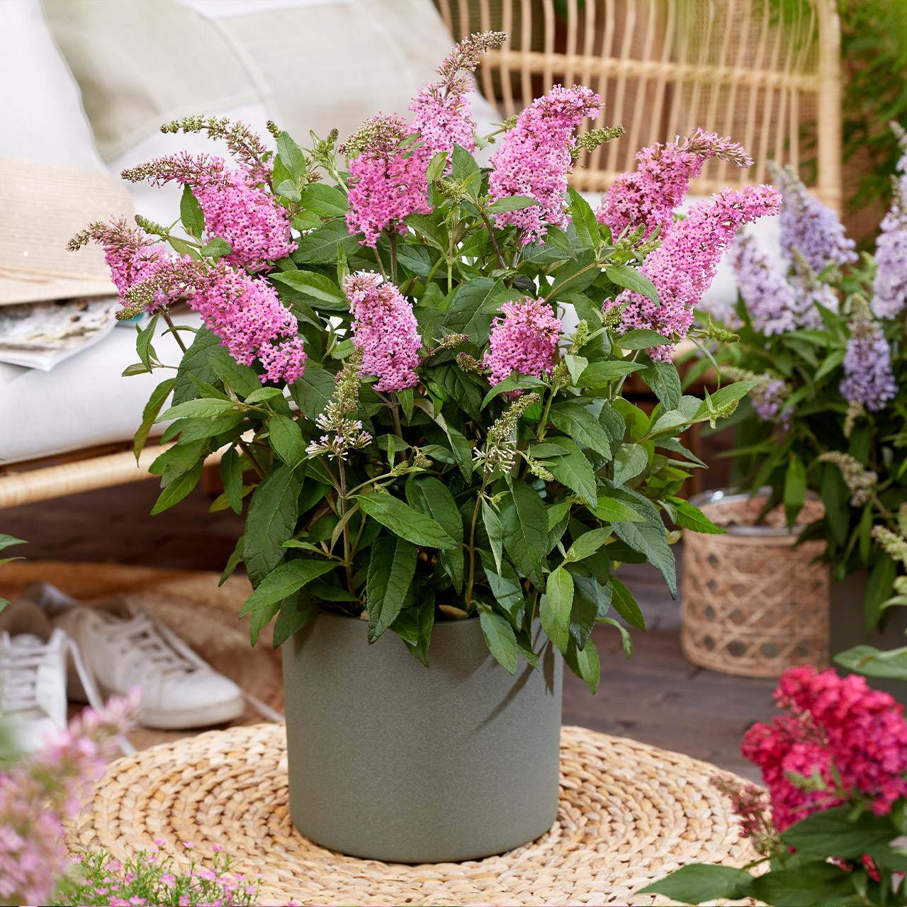 Buy premium-quality Buddleja davidii Butterfly Candy Little 'Bubblegum ...