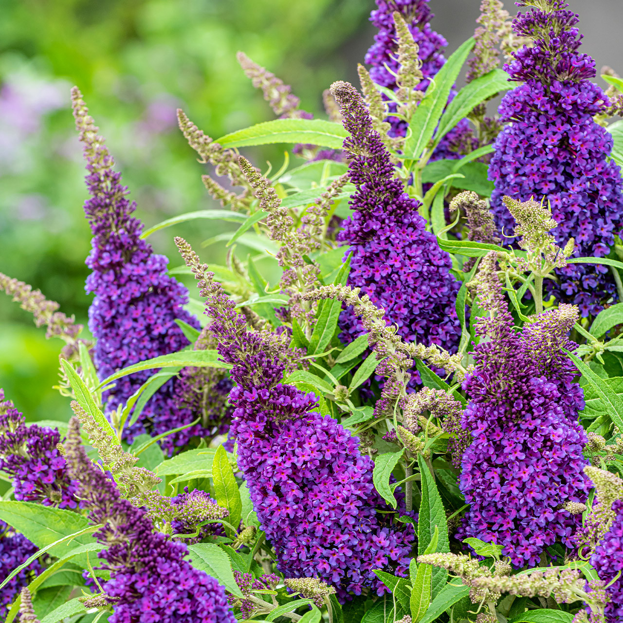 Buy premium-quality Buddleja davidii Butterfly Candy Little ''Grape ...