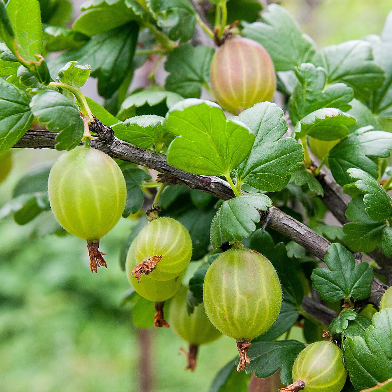 Buy premium-quality Ribes Gooseberry 'Tatiana' (Green Thornless) from ...