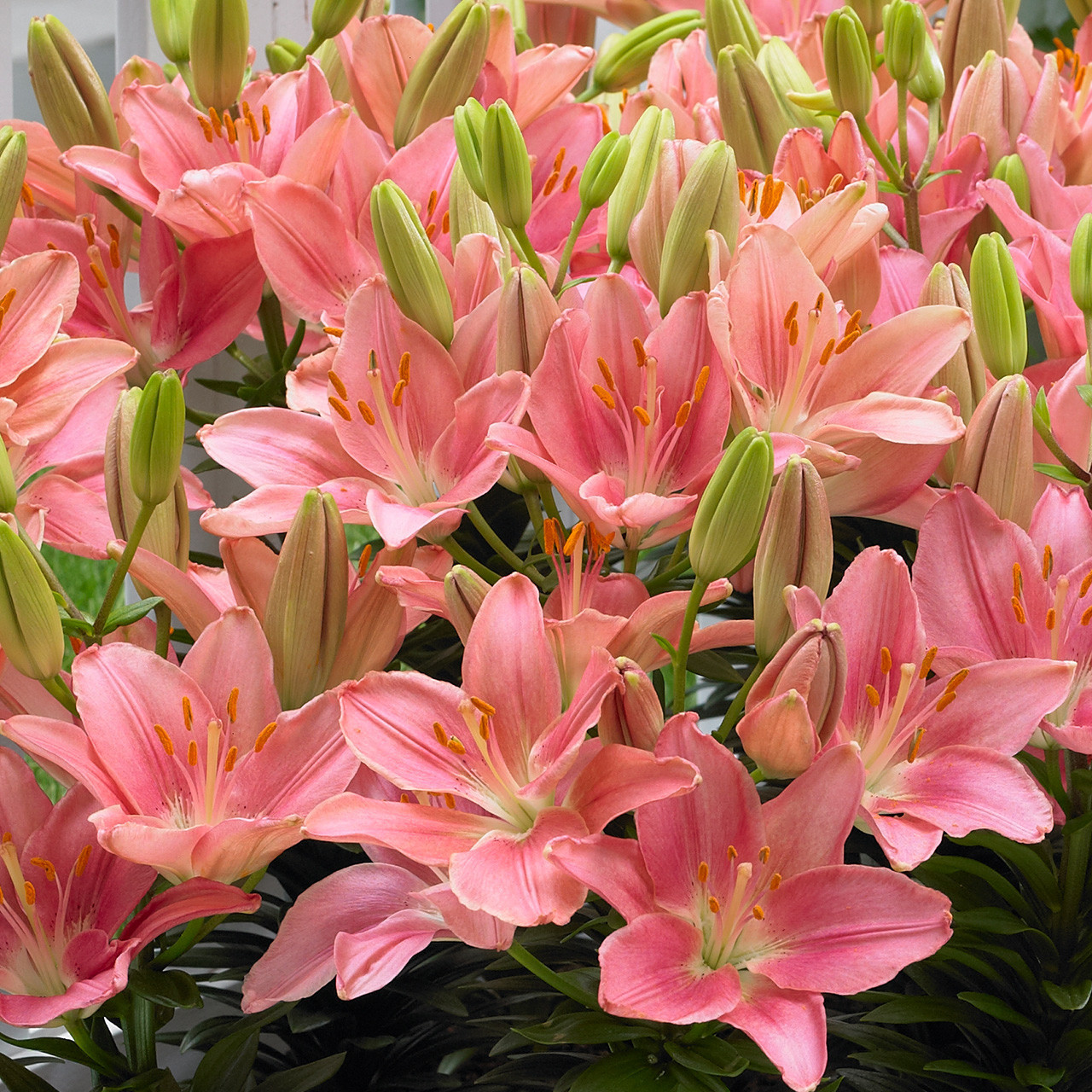 Lilium Foxtrot | Parkers Wholesale