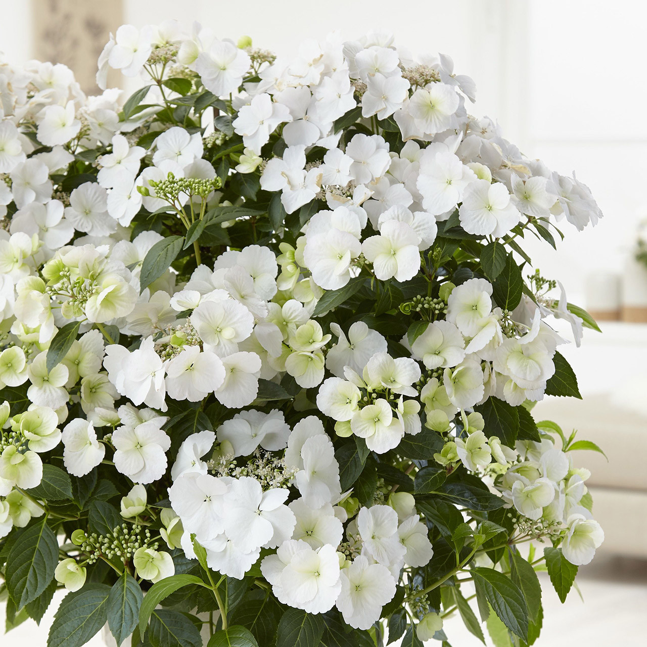 Buy premium-quality Hydrangea hybrid 'Runaway Bride' from Dutch Bulbs