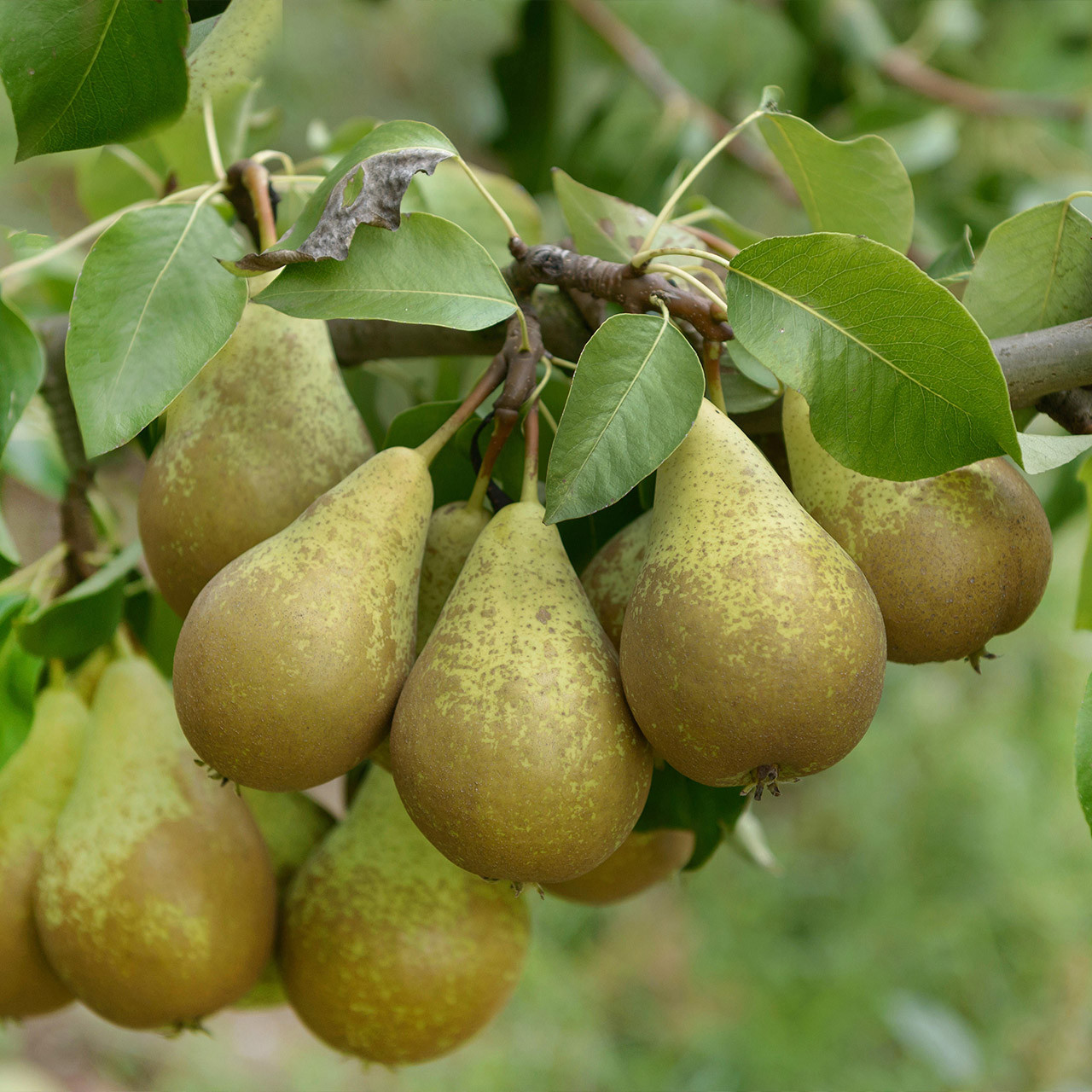 Buy premium-quality Pyrus communis Conference from Dutch Bulbs