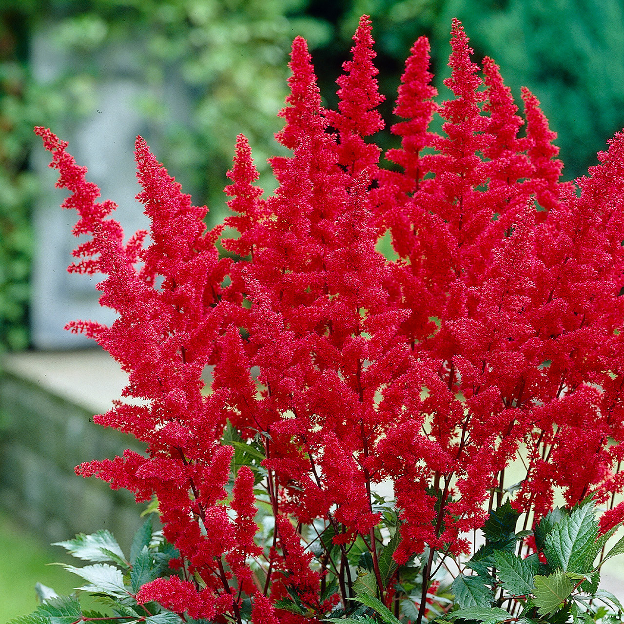 Buy premium-quality Astilbe Fanal from Dutch Bulbs
