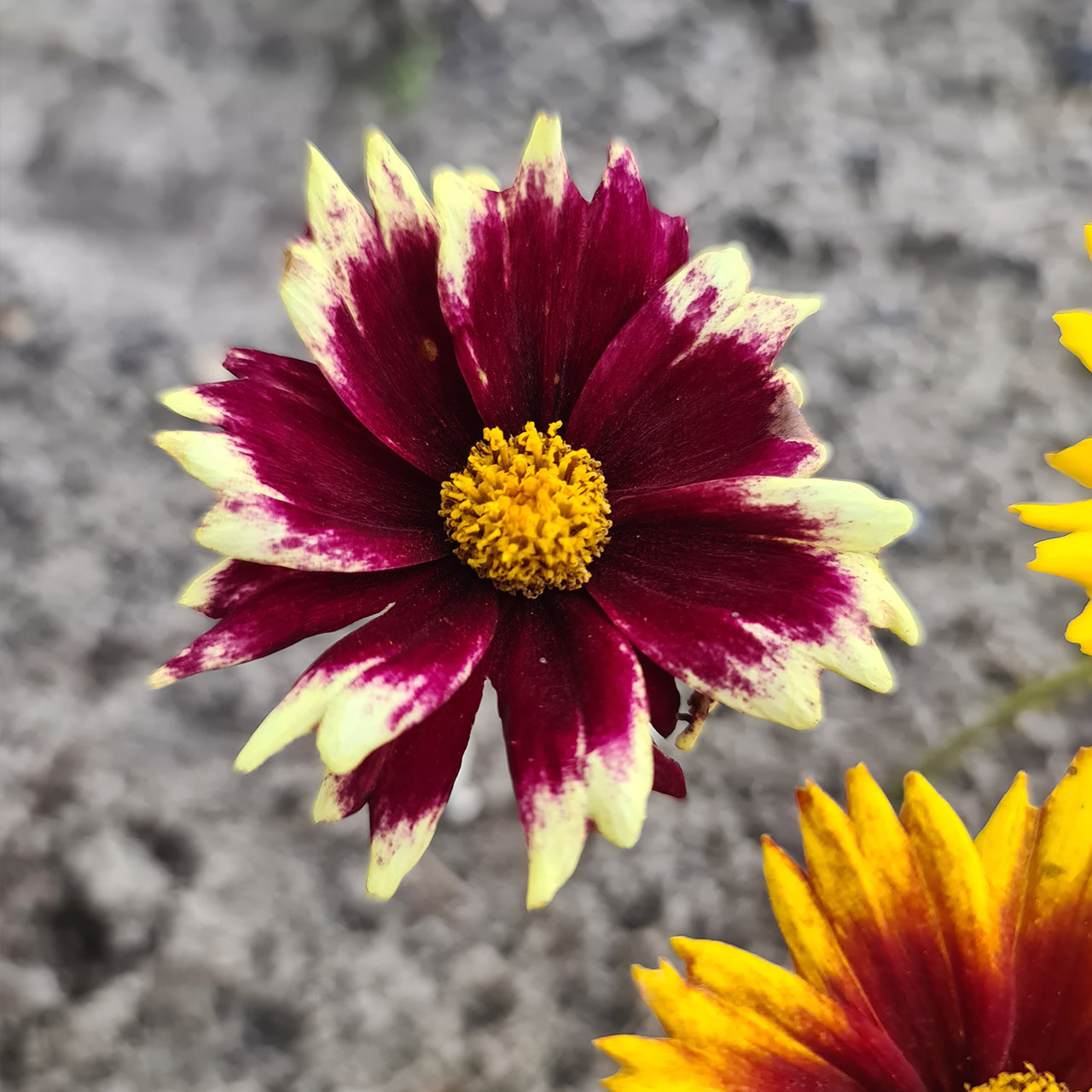 Buy premium-quality Coreopsis Solar Fancy from Dutch Bulbs