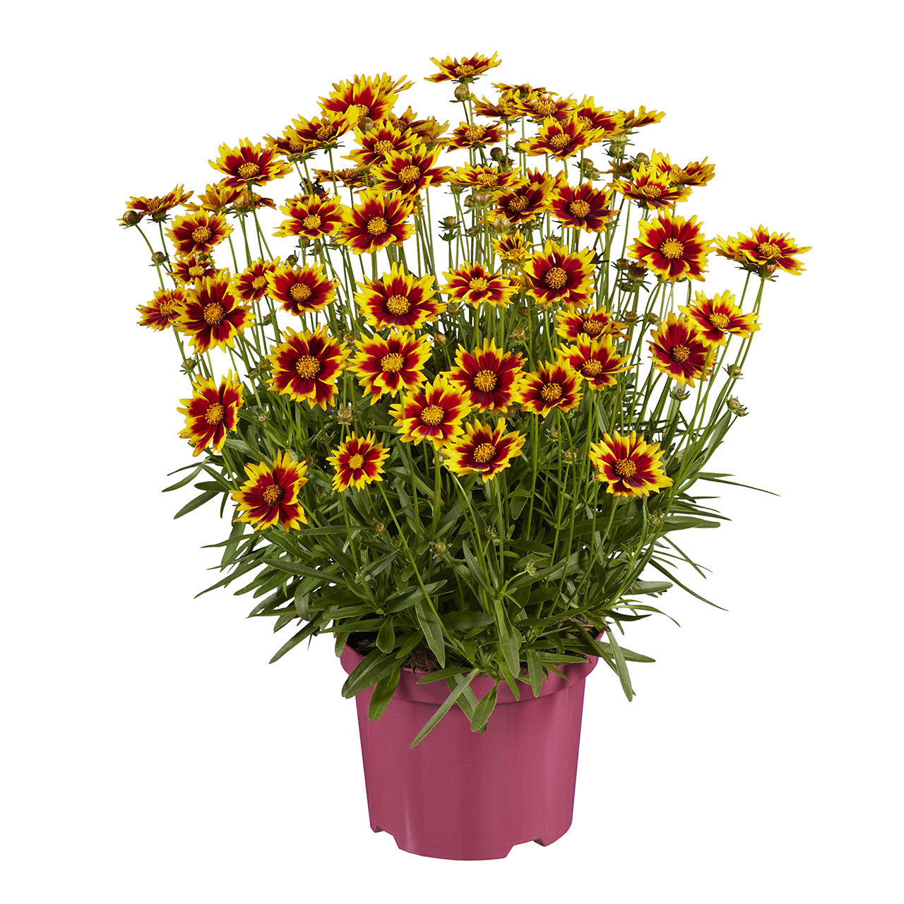 Buy premium-quality Coreopsis Solar Jewel from Dutch Bulbs
